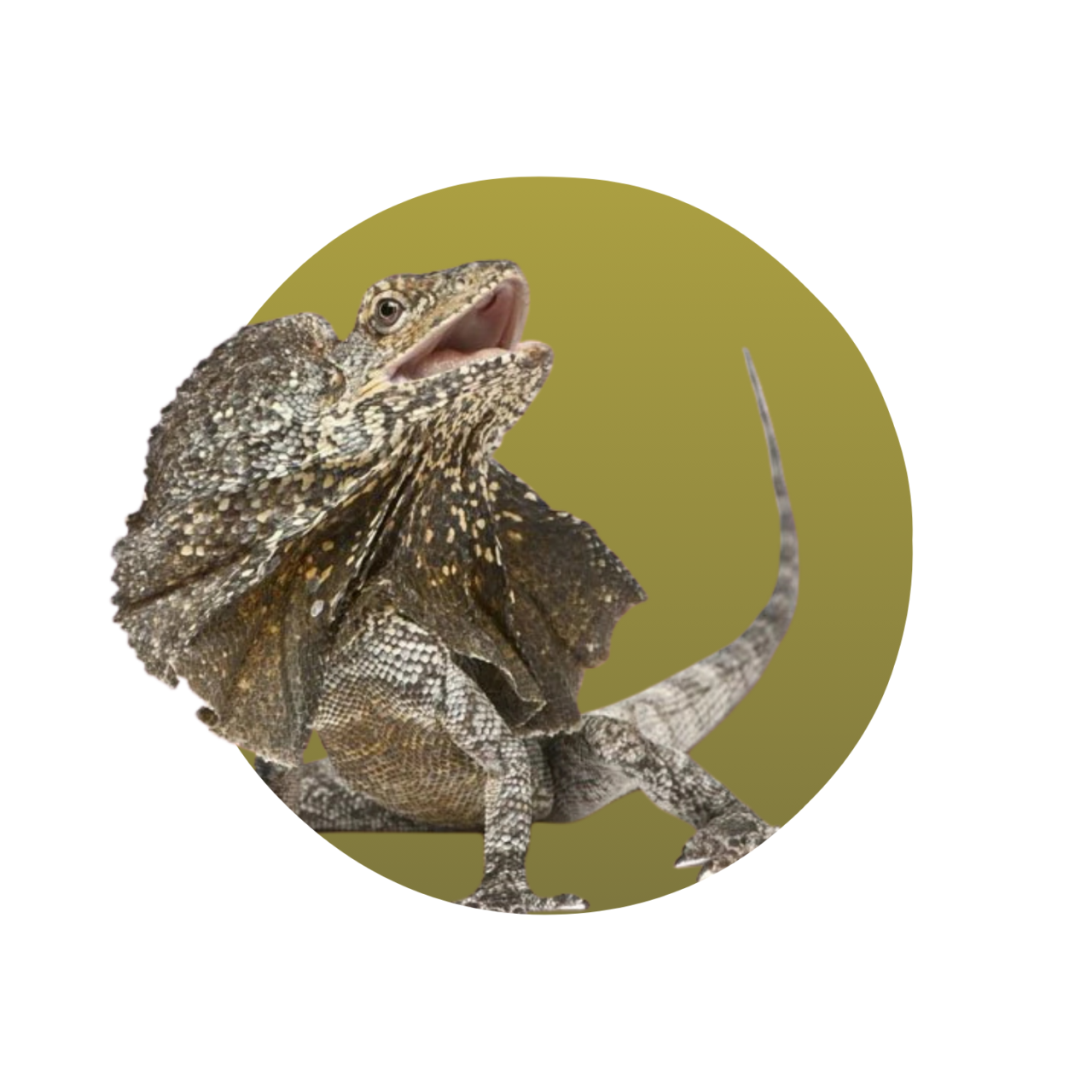 Frilled Lizard - Smith's Reptiles